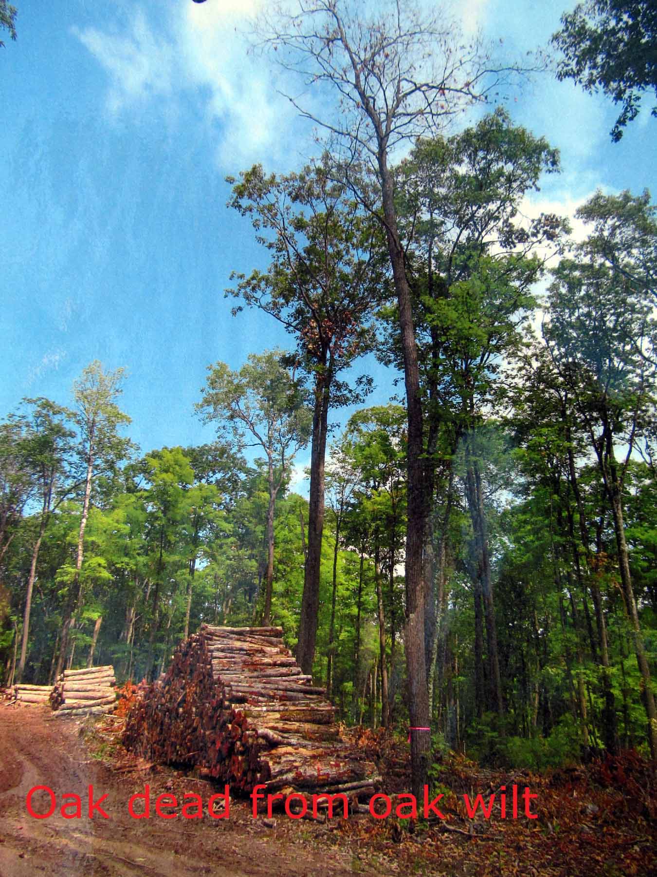 Partners in Forestry